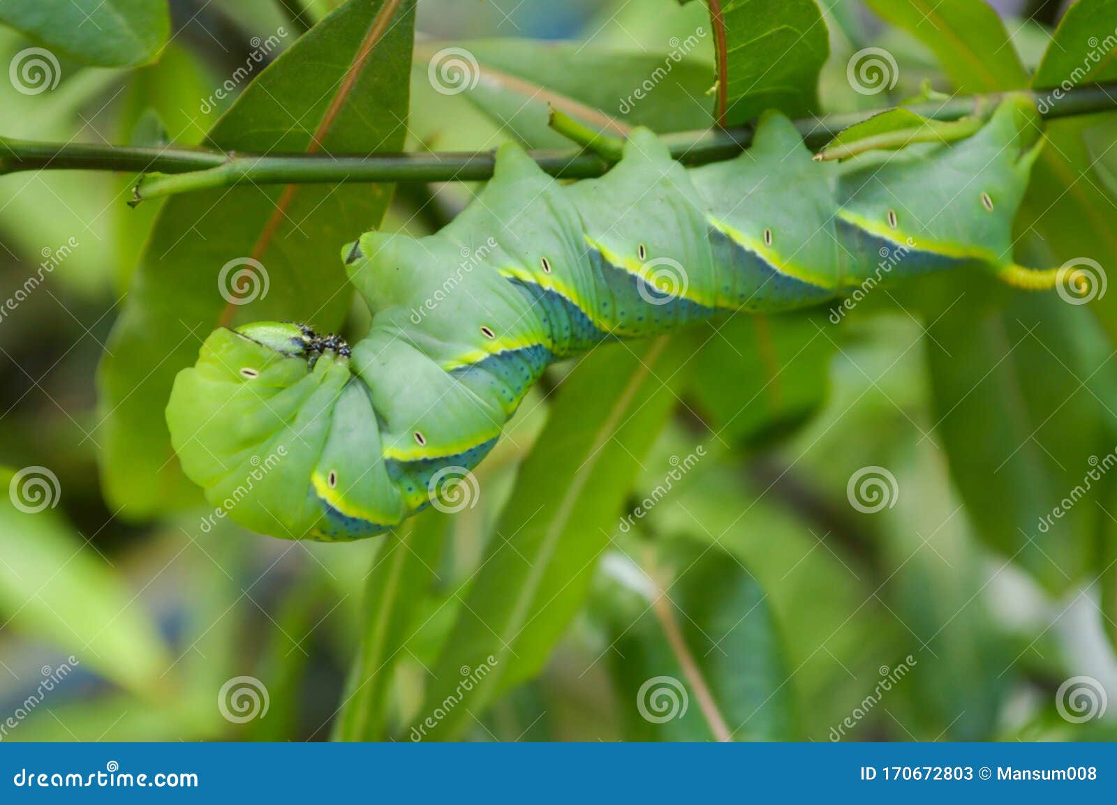 Green caterpillar on tree stock image. Image of insect - 170672803