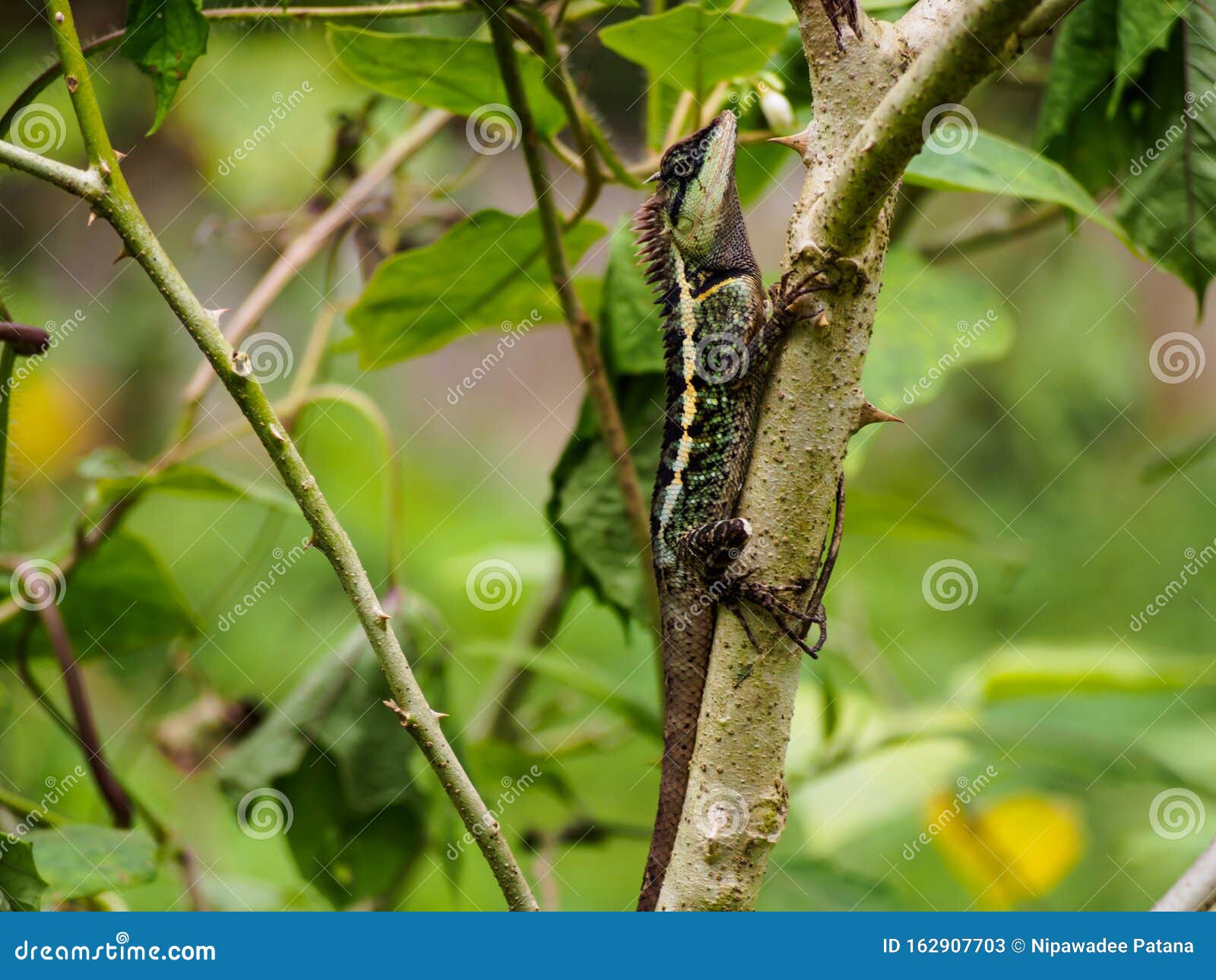 Green Chameleon on the Tree Stock Image - Image of reptile, dragon ...