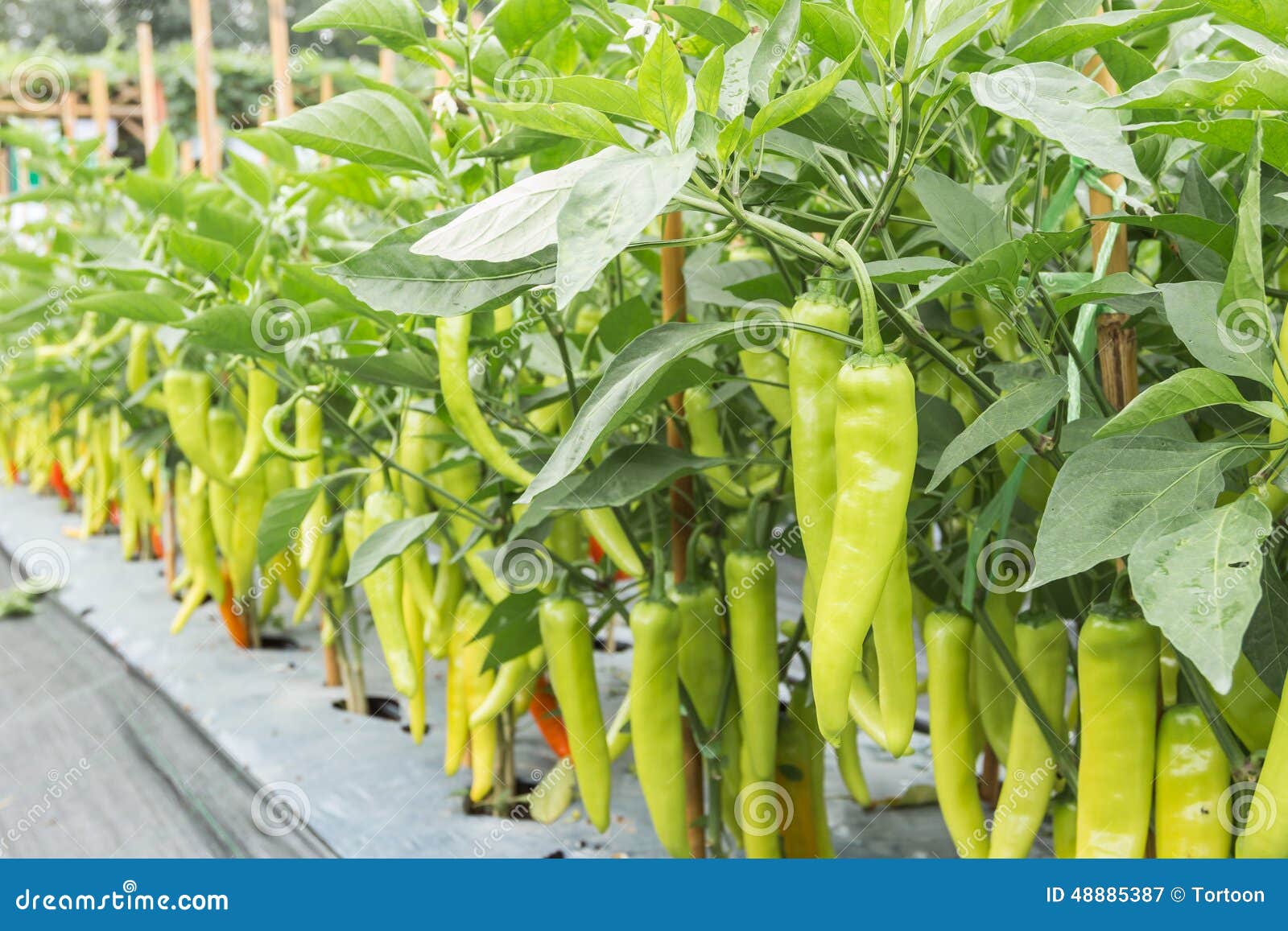 Close Up Green Chili Pepper. Stock Image - Image of fresh, food: 48885387