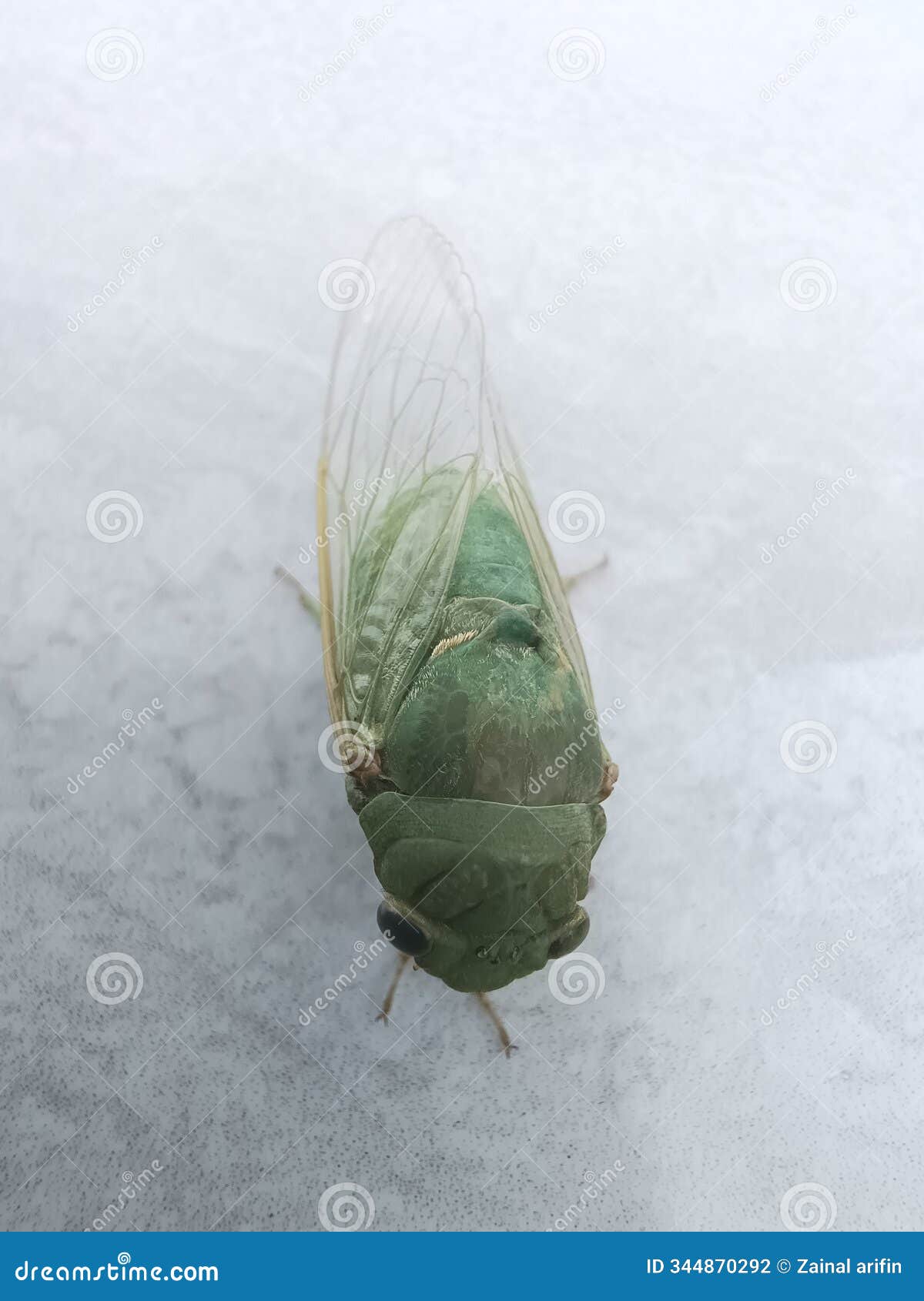 Close Up Of A Cicada Killer Wasp Or Cicada Hawk. Royalty-Free Stock ...