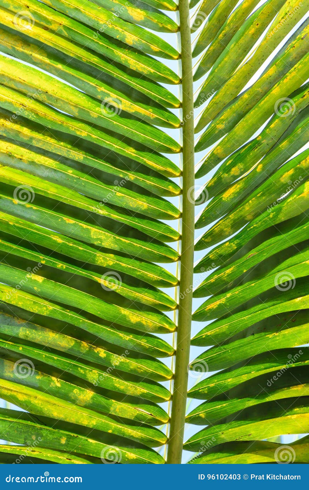 Close Up Green Coconut Leaf Pattern Stock Image - Image of macro, build ...