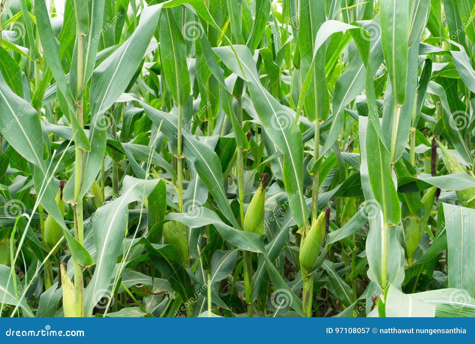Close Up Green Corn on the Farm Stock Image - Image of vegetable ...