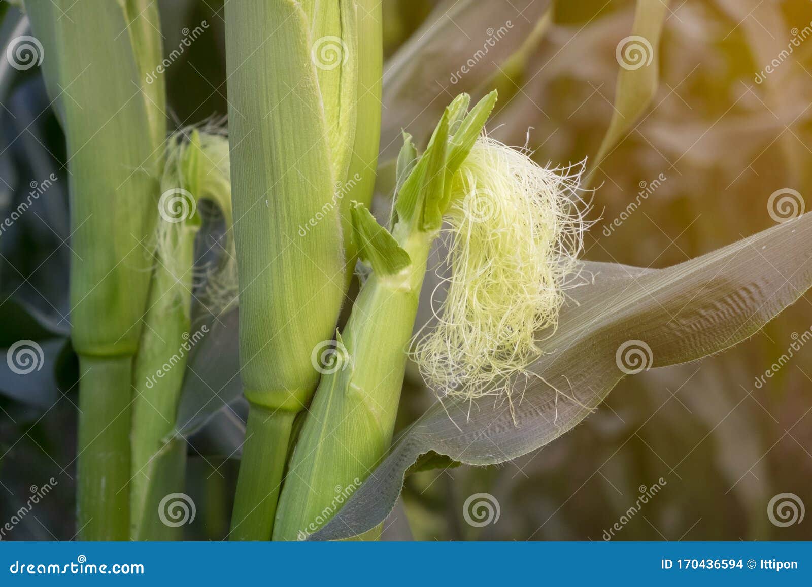 Close Up Green Corn on Tree Stock Photo - Image of sweetcorn, garden ...