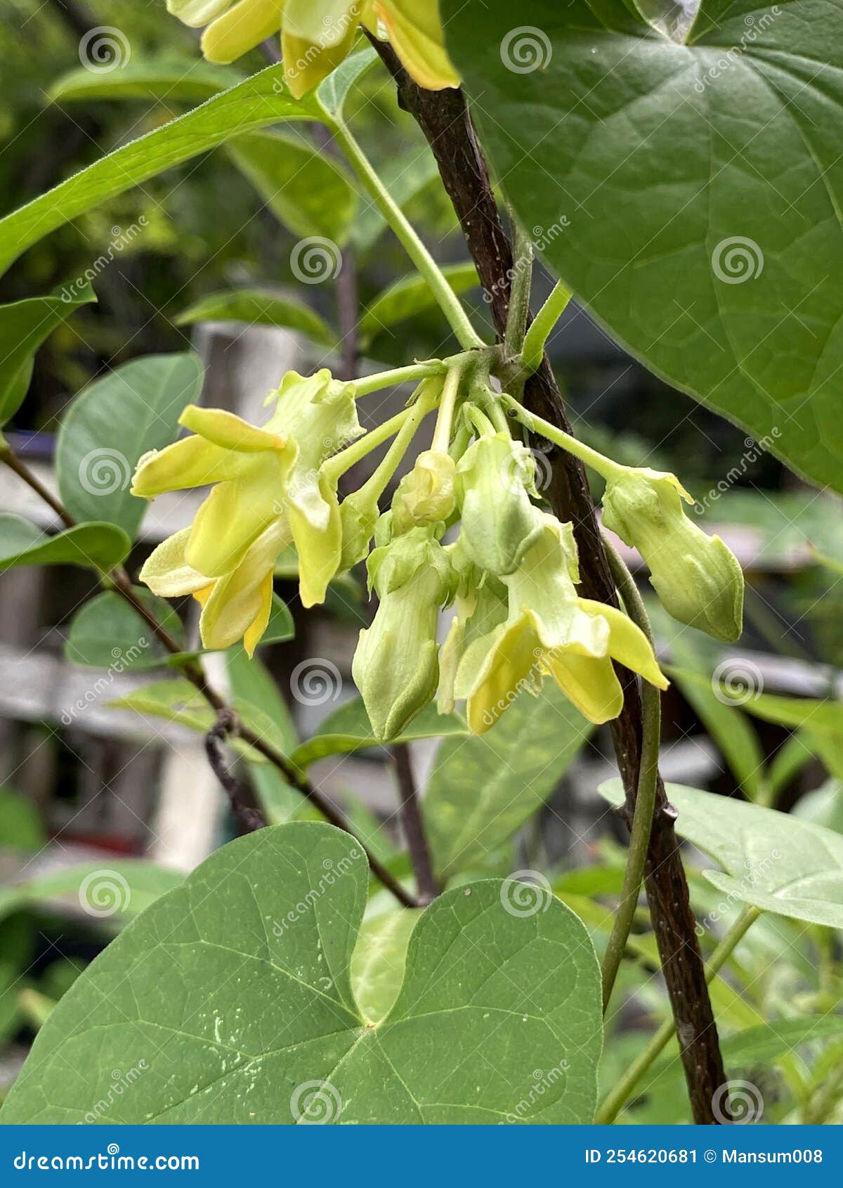 Green Cowslip Creeper Flower of a Plant Stock Image - Image of leaf ...