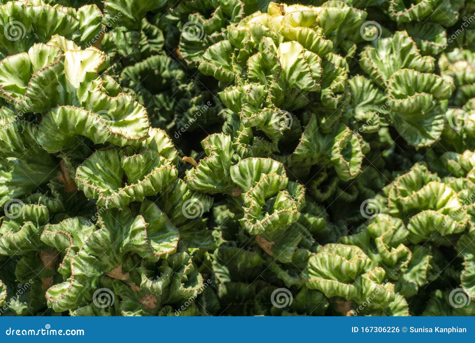 Close Up Green Curl Plant Texture Background Stock Photo - Image of ...