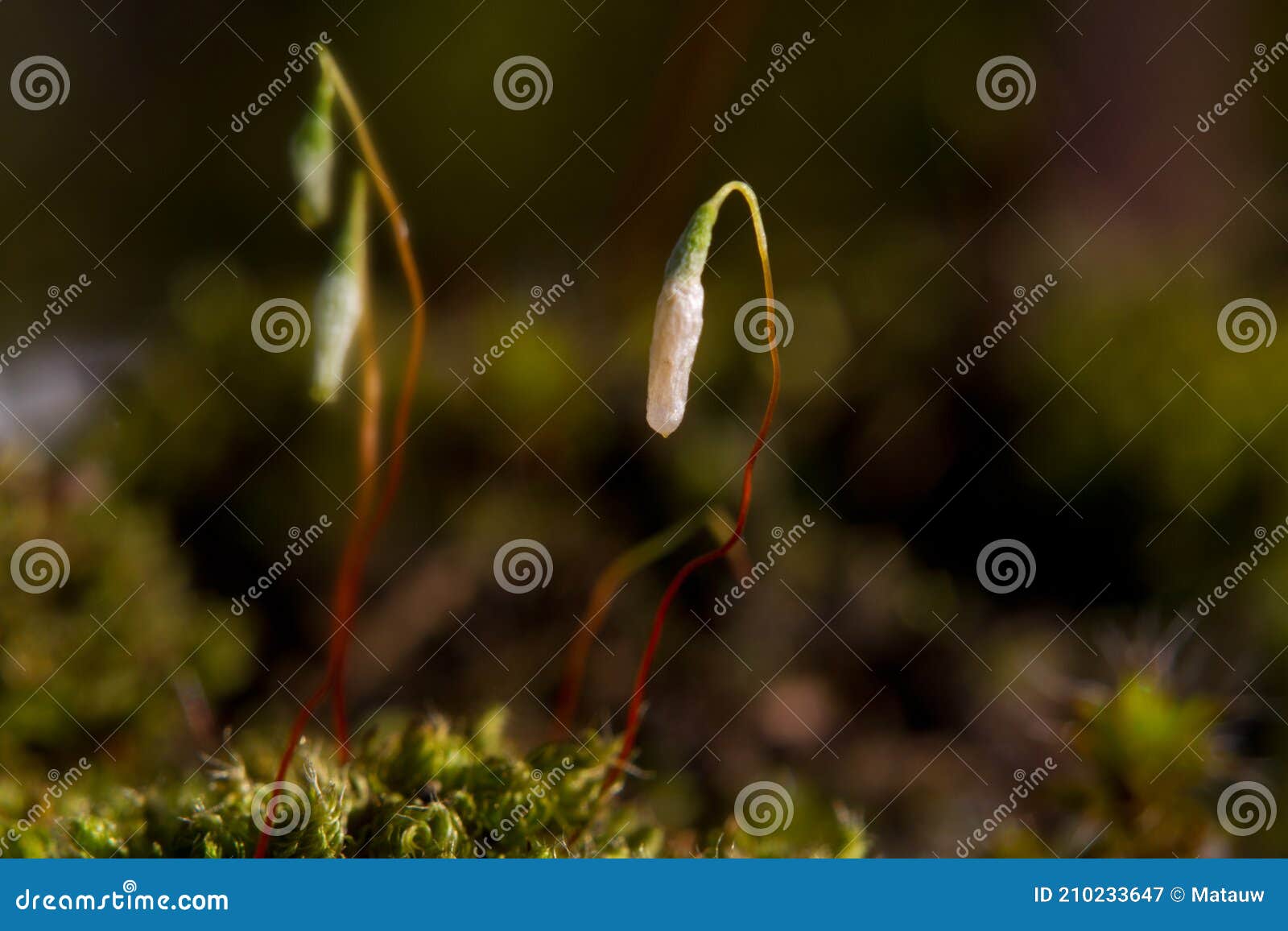 Capsules of Moss, Probably Capillary Thread-mosss Stock Image - Image ...