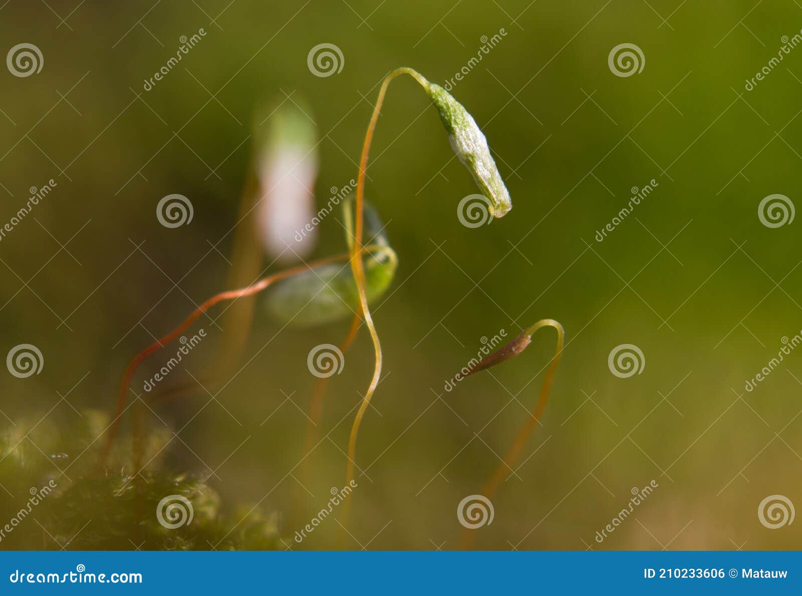 Capsules of Moss, Probably Capillary Thread-mosss Stock Photo - Image ...
