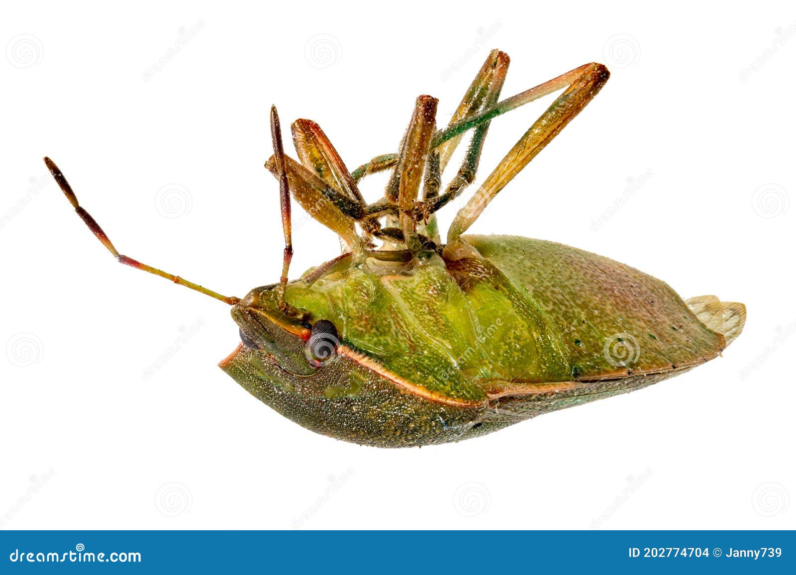 Close Up of a Green Dead Bug Lying on Its Back Stock Photo - Image of ...
