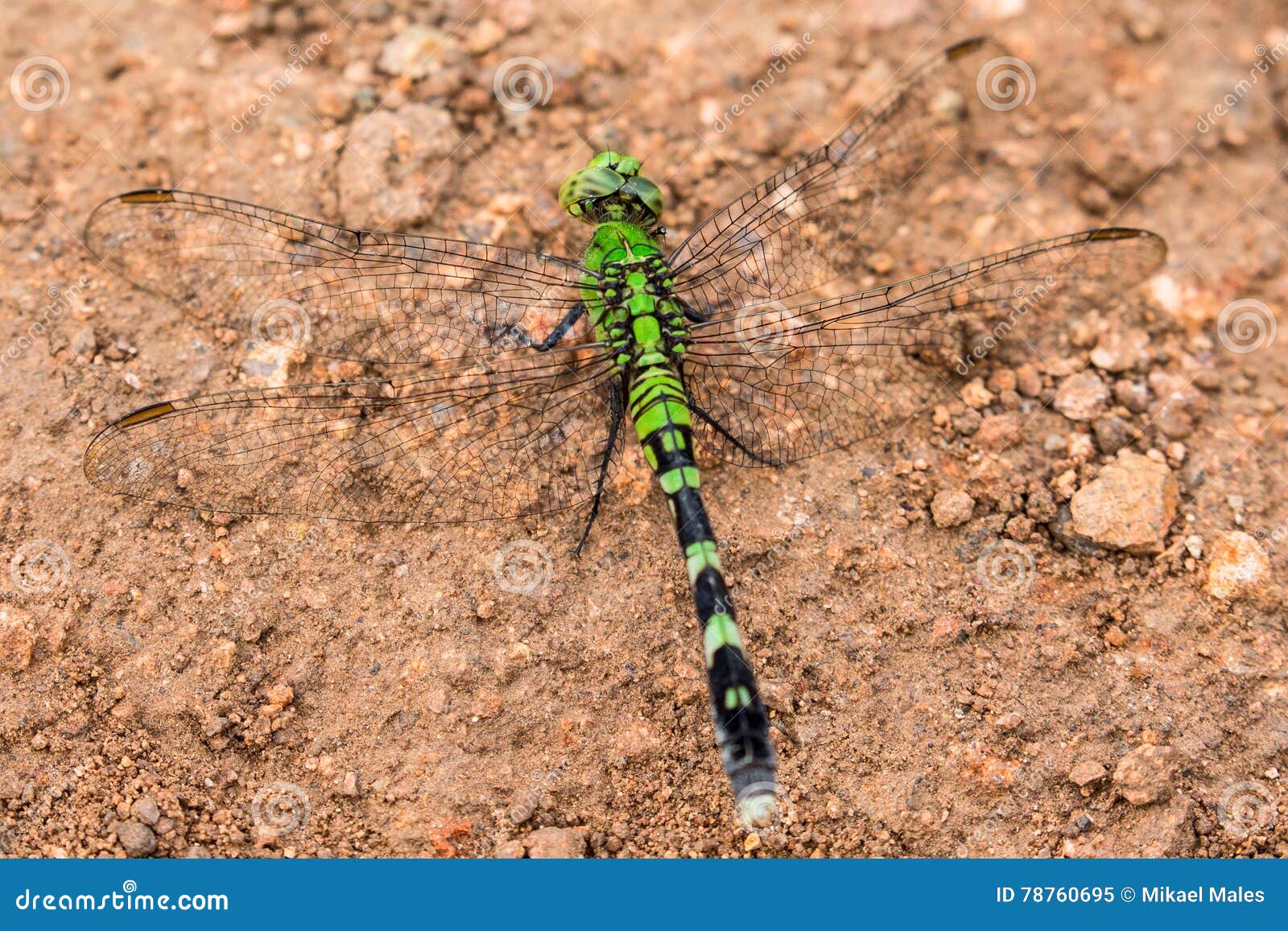 Close-up of Green Dragon Fly Stock Image - Image of insect, macro: 78760695