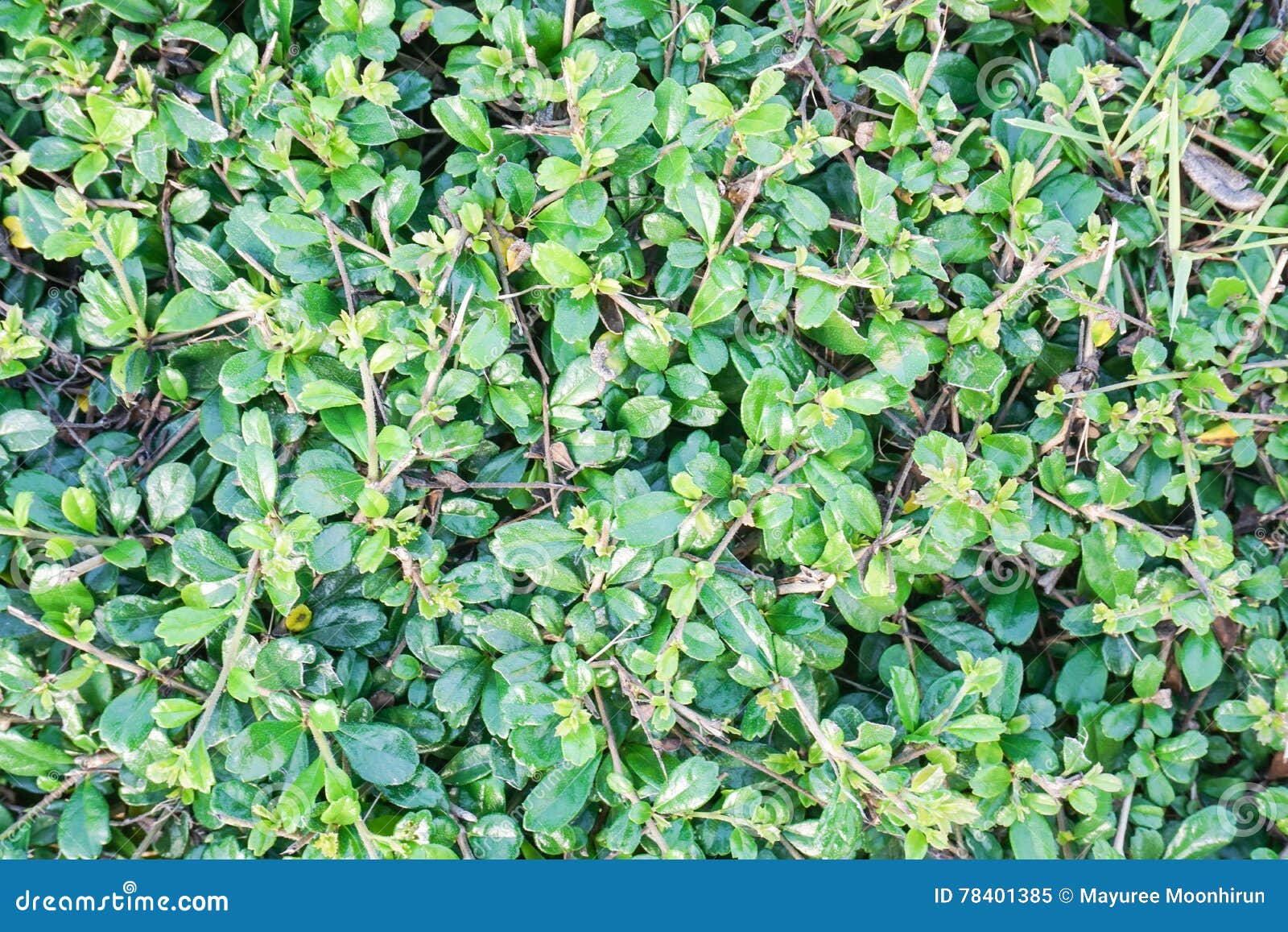 Green Dwarf Leaves At Park With Blurring Rainy Background Stock ...