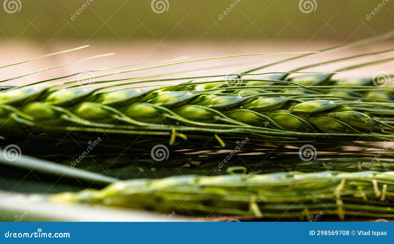 Close Up of Green Ears of Wheat Isolated Stock Photo - Image of ...