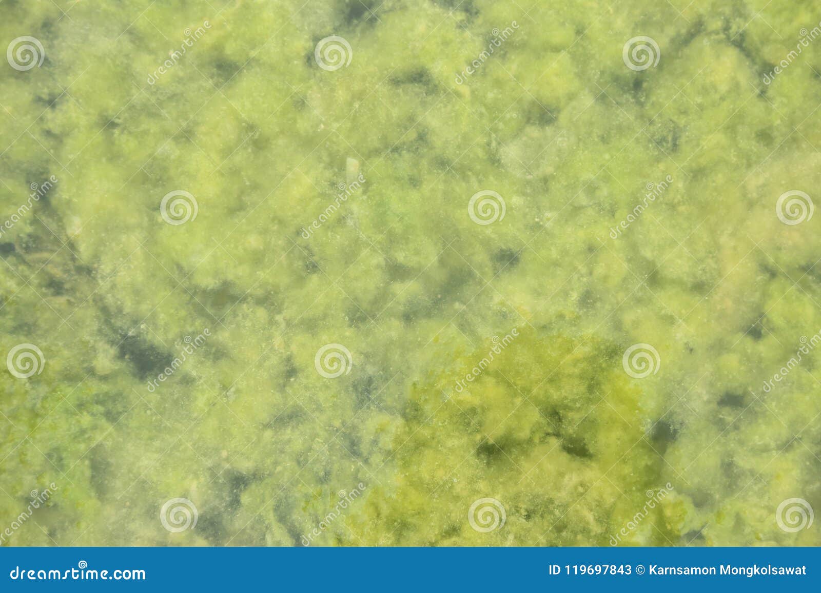 Close Up of Green Freshwater Algae in Pond Stock Image - Image of ...