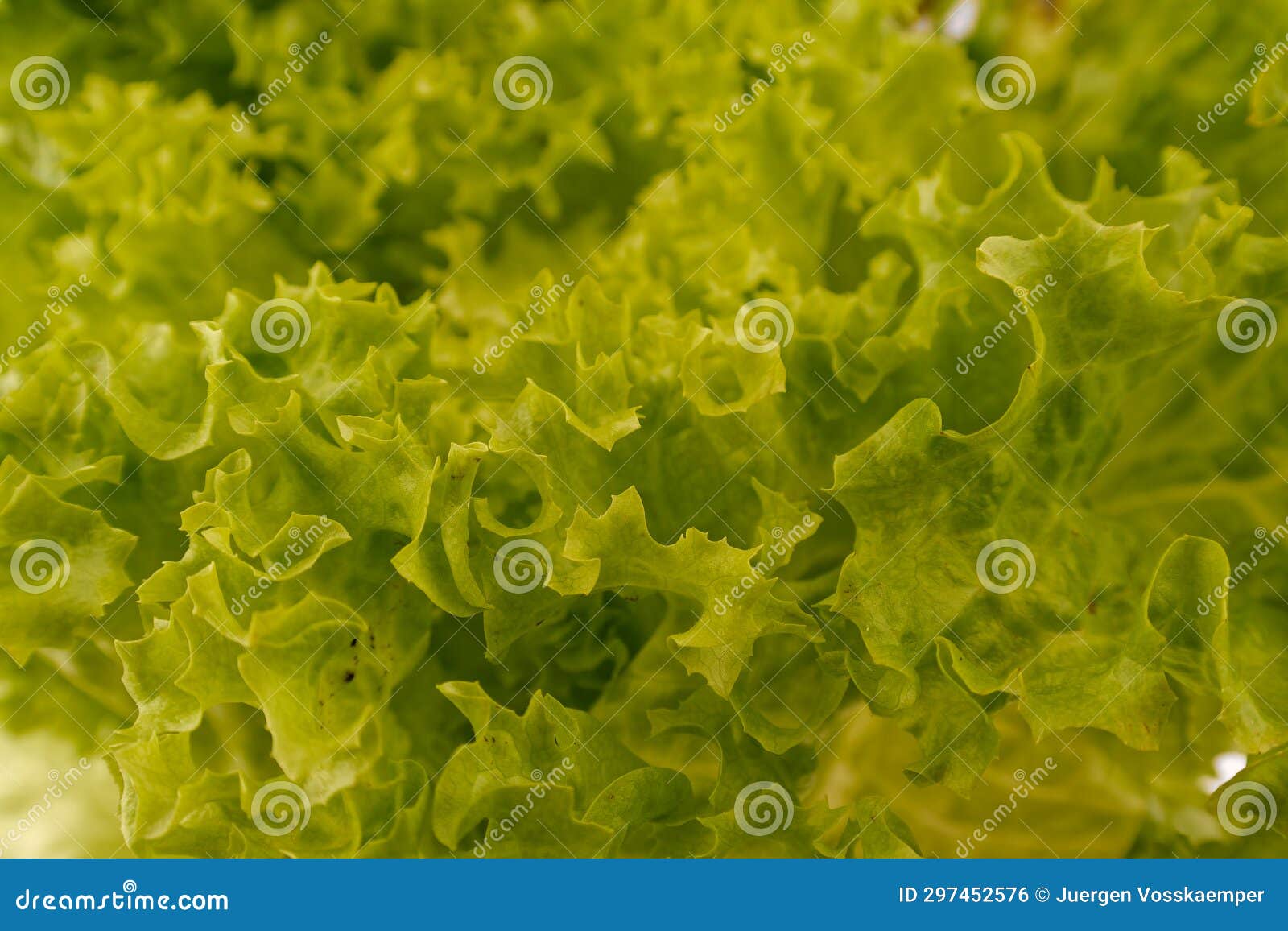 Close-up of Green Frisee Lettuce Stock Photo - Image of closeup, vegan ...