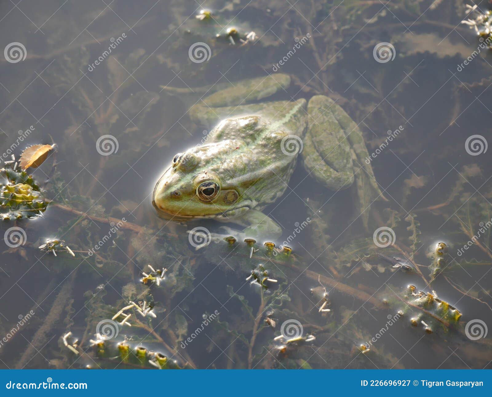Close-up of a Green Frog Peeking Out of the Water Stock Image - Image ...