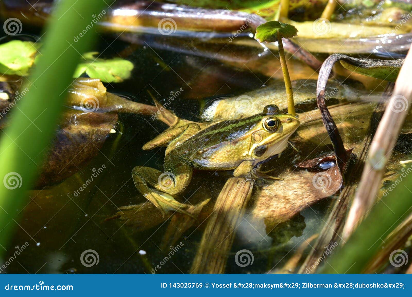 Close Up of a Green Frog Rana Esculenta Complex in a Pond Stock Image ...