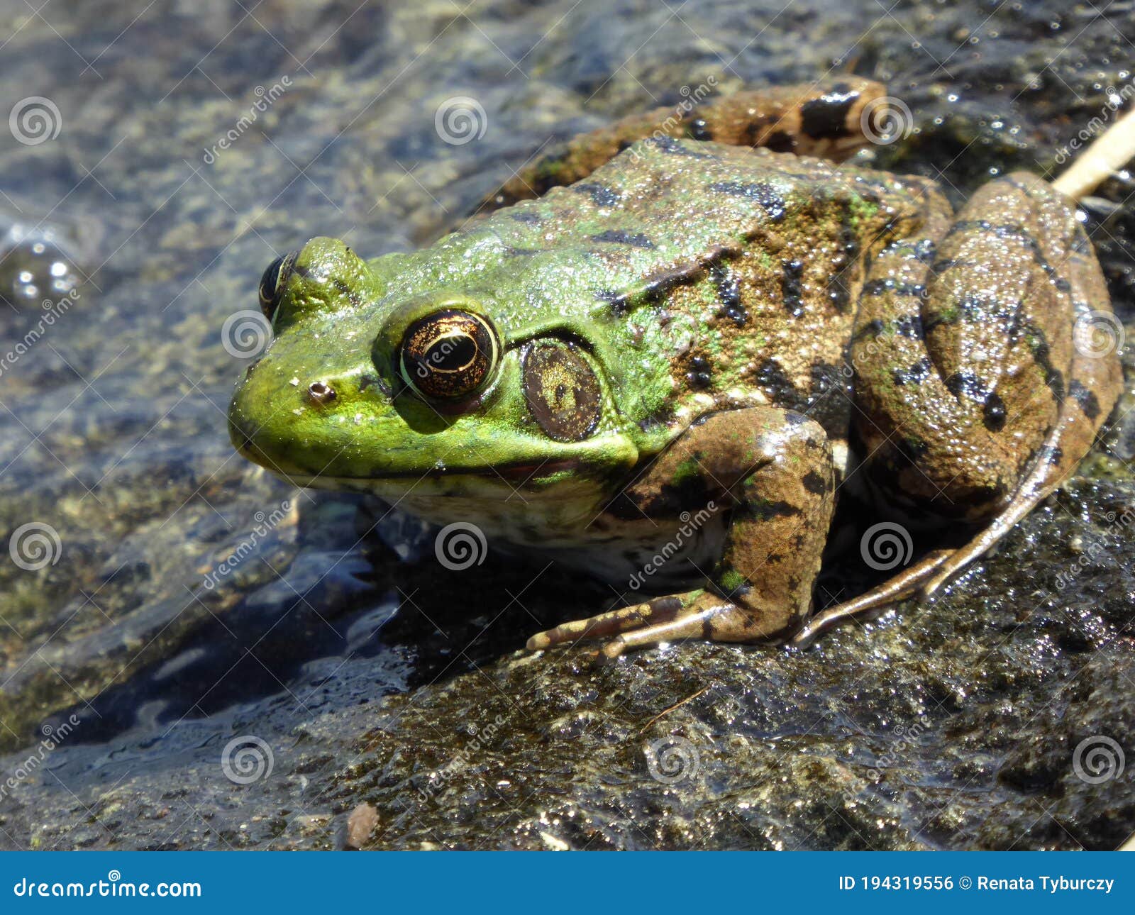 Close Up of a Green Frog Sitting on a Wet Rock Surface Stock Photo ...