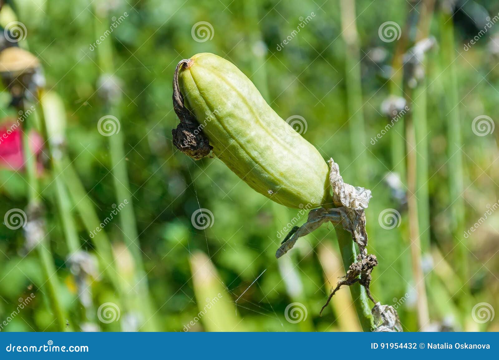 Close Up Green Fruit of Iris Stock Photo - Image of design, domestica ...