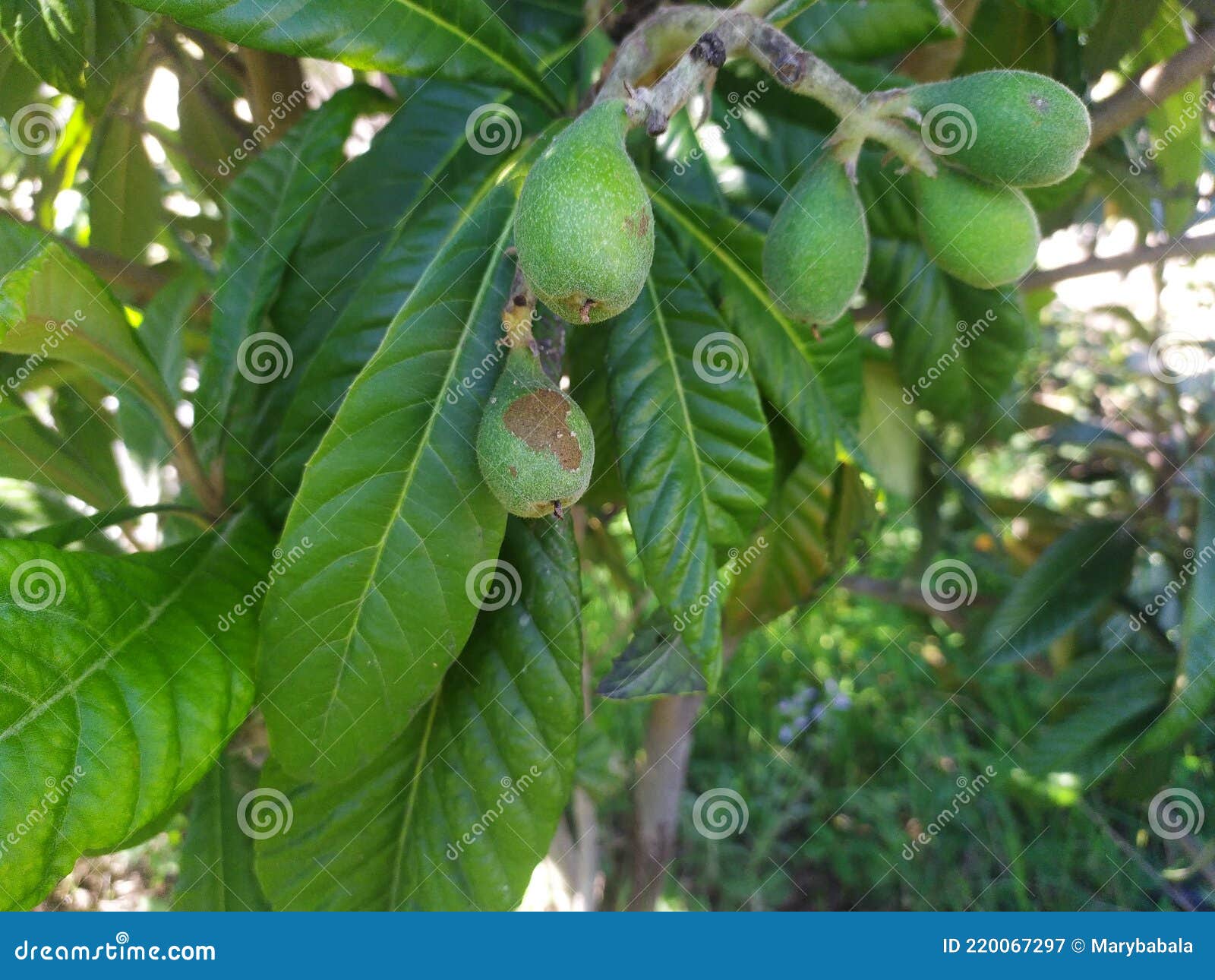 Close Up of Green Fruits of Medlar Tree Stock Image - Image of berry ...