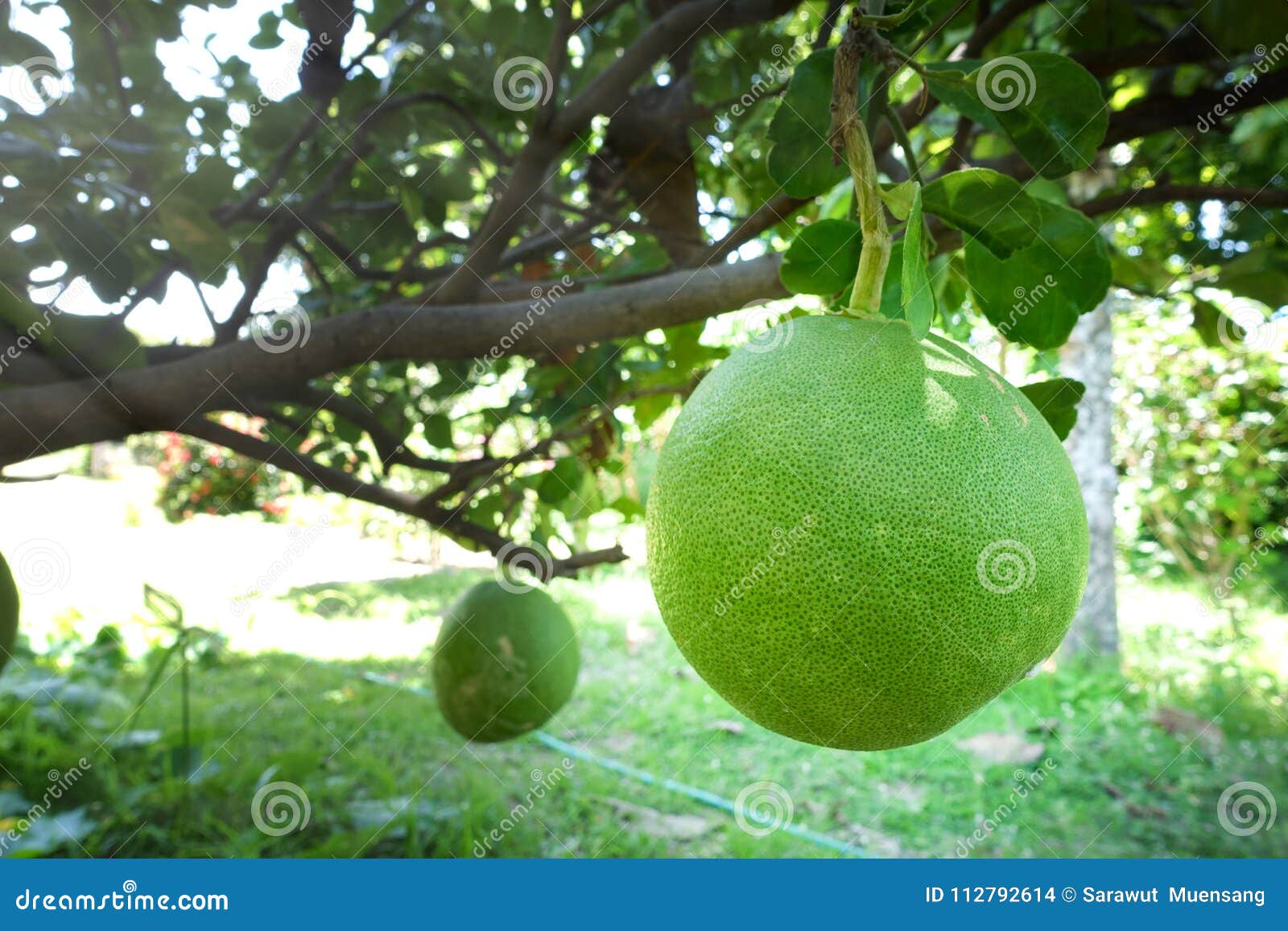 Close Up of Green Grapefruit on a Tree Stock Photo - Image of cookie ...