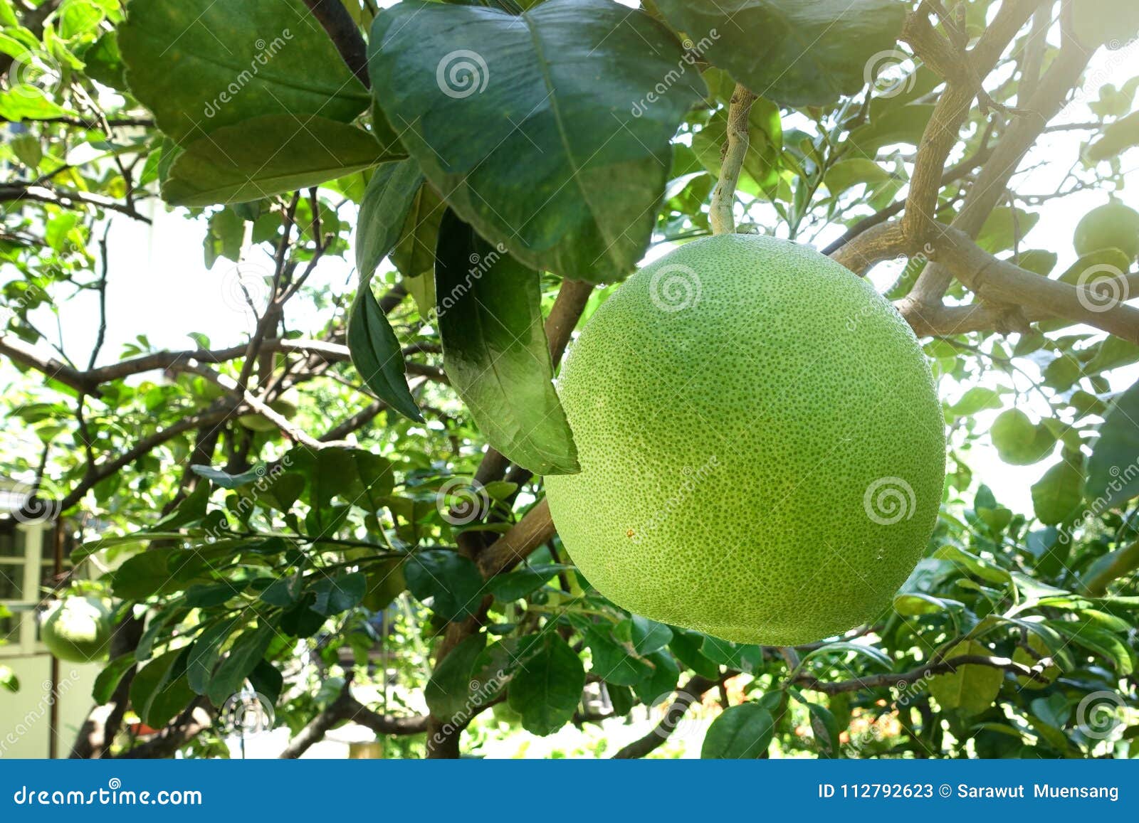 Close Up of Green Grapefruit on a Tree Stock Image - Image of delicious ...