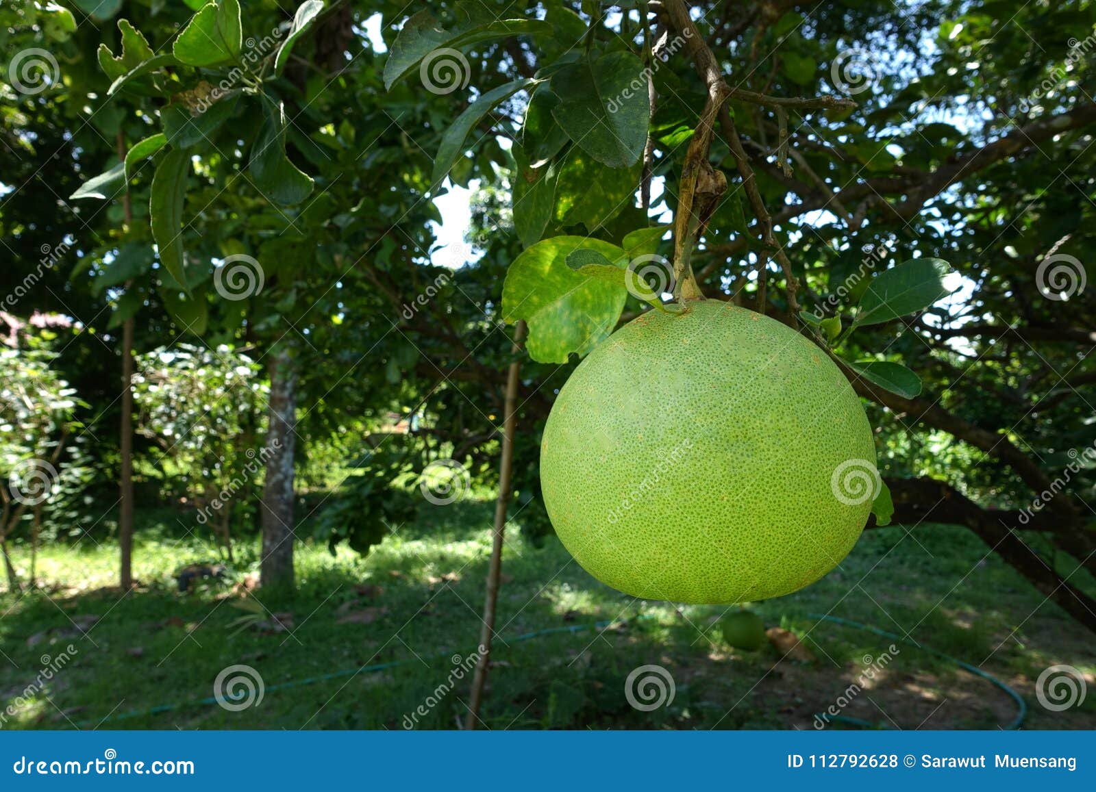 Close Up of Green Grapefruit on a Tree Stock Photo - Image of exit ...
