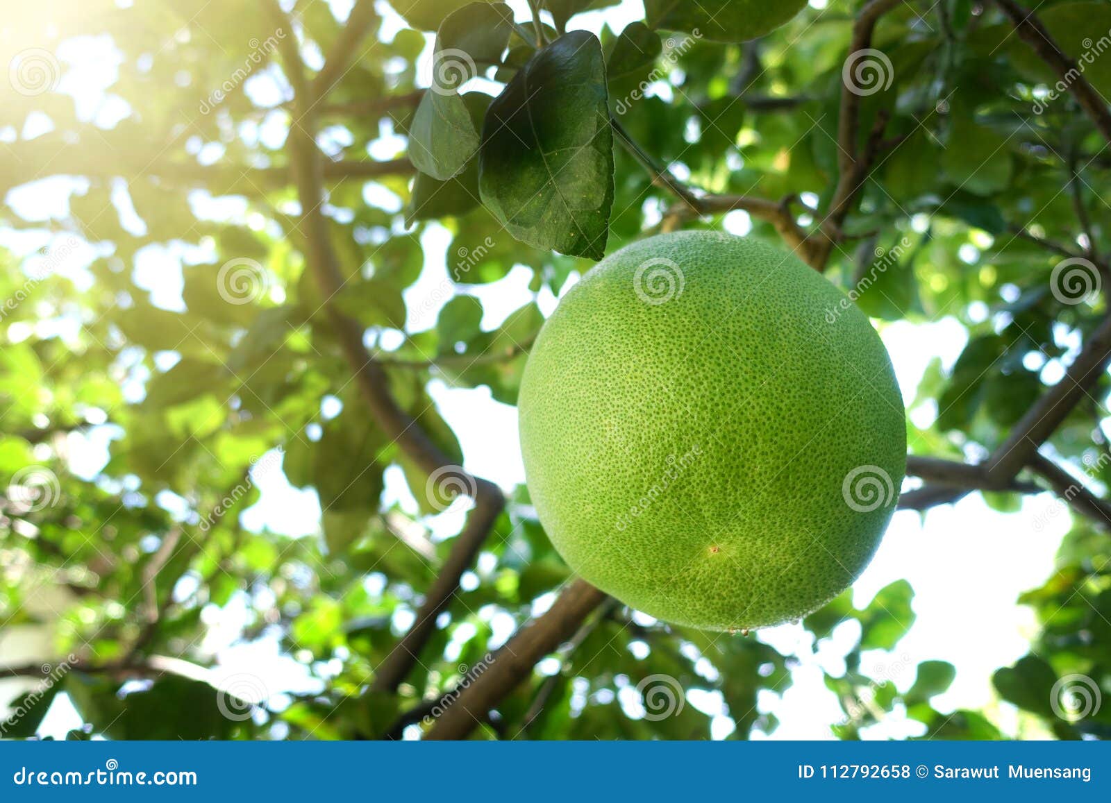 Close Up of Green Grapefruit on a Tree Stock Photo - Image of grass ...