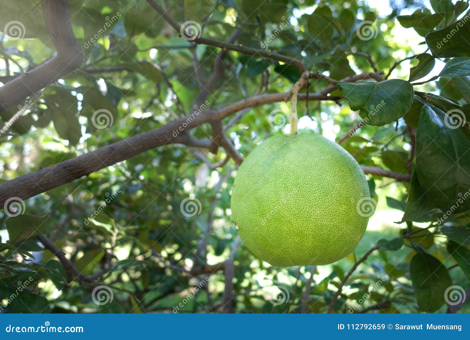 Close Up of Green Grapefruit on a Tree Stock Image - Image of dish ...