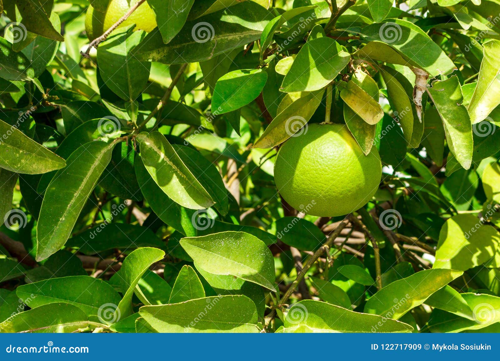 Close Up of Green Grapefruit on Tree with Green Leaf Background Stock ...