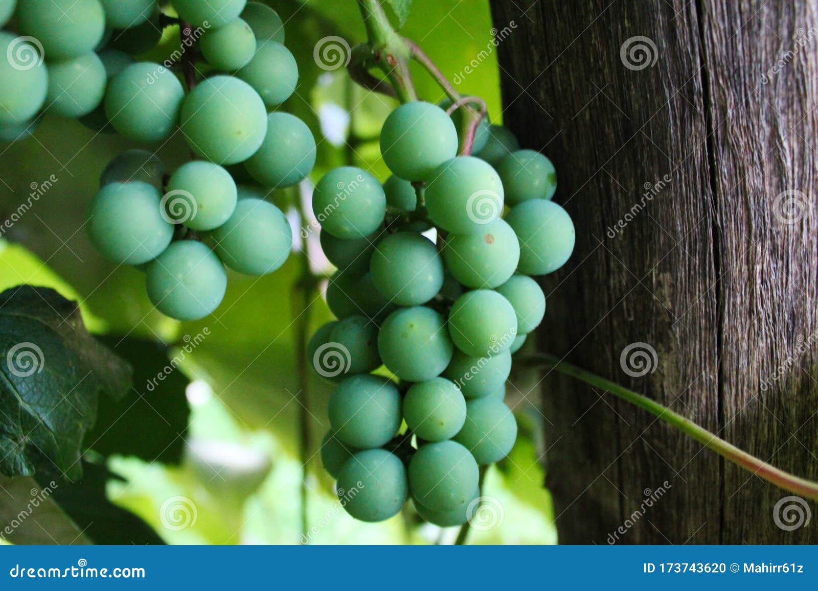 Close Up of Green Grapes on the Vine Stock Photo - Image of leaf, field ...