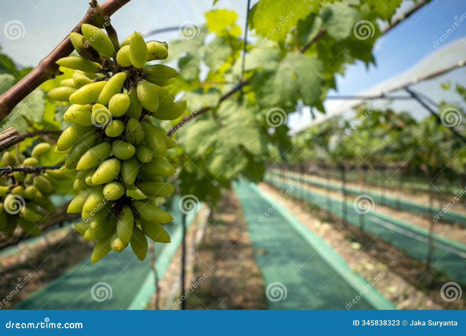 Close Up of Green Grapes, Vitis Vinifera, Hanging on Its Tree Branch ...