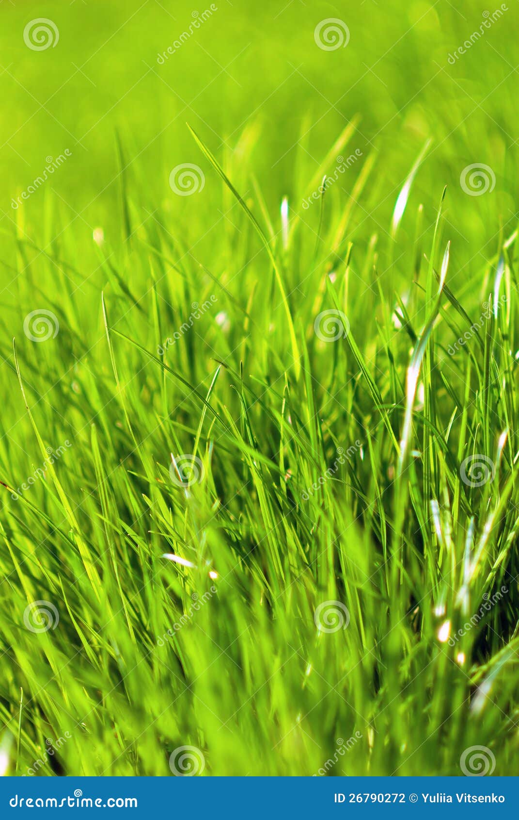 Close up of green grass stock photo. Image of ground - 26790272