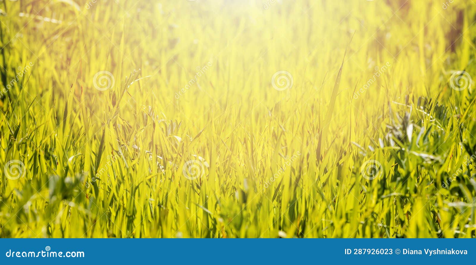 Close-up of Green Grass with Light Glow, Spring Background Stock Image ...
