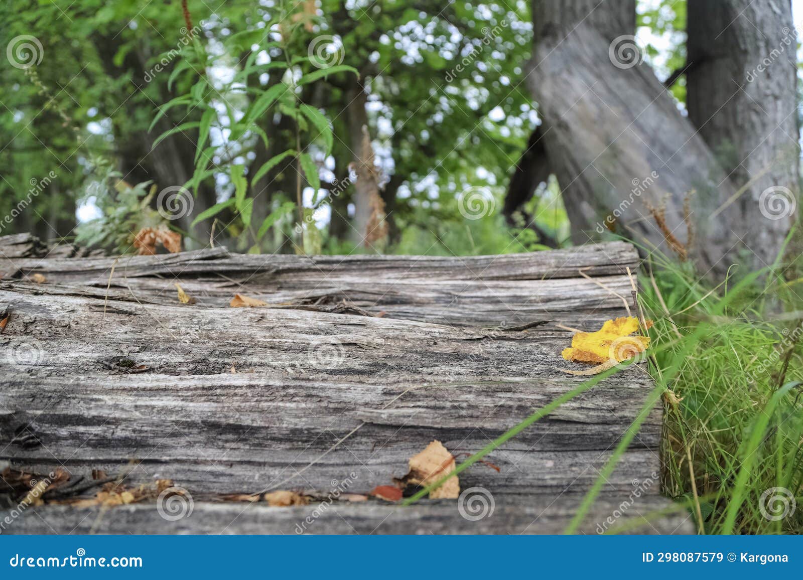 Close Up with Green Grass and Part of a Texture Log on the Ground in ...