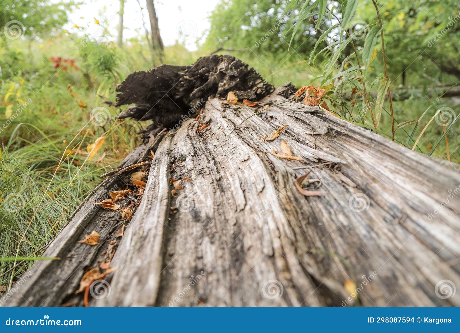 Close Up with Green Grass and Part of a Texture Log on the Ground in ...