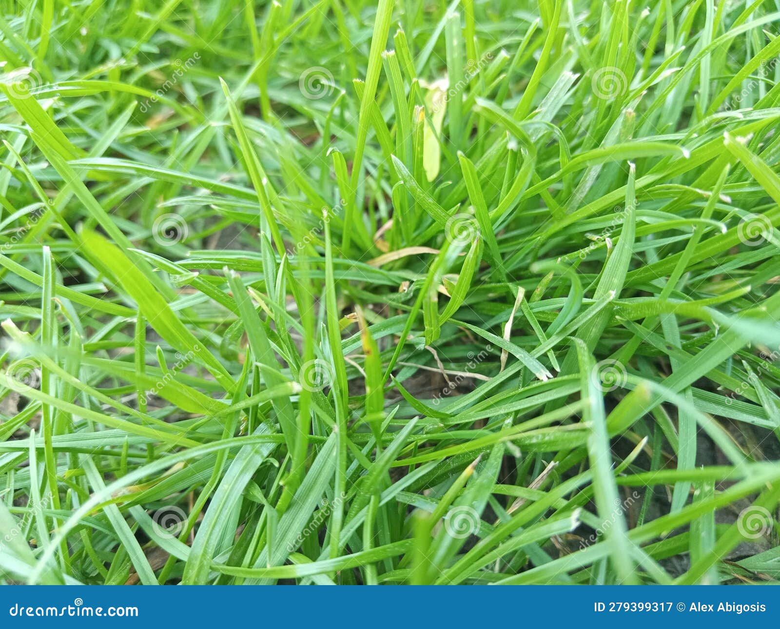 Close Up of Green Grass for Texture and Detail Stock Image - Image of ...