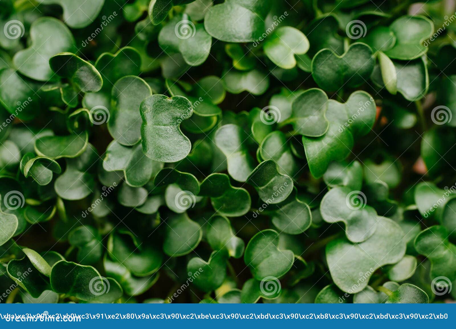Close-up Close-up of Green Greenery Sheets. Stock Image - Image of leaf ...