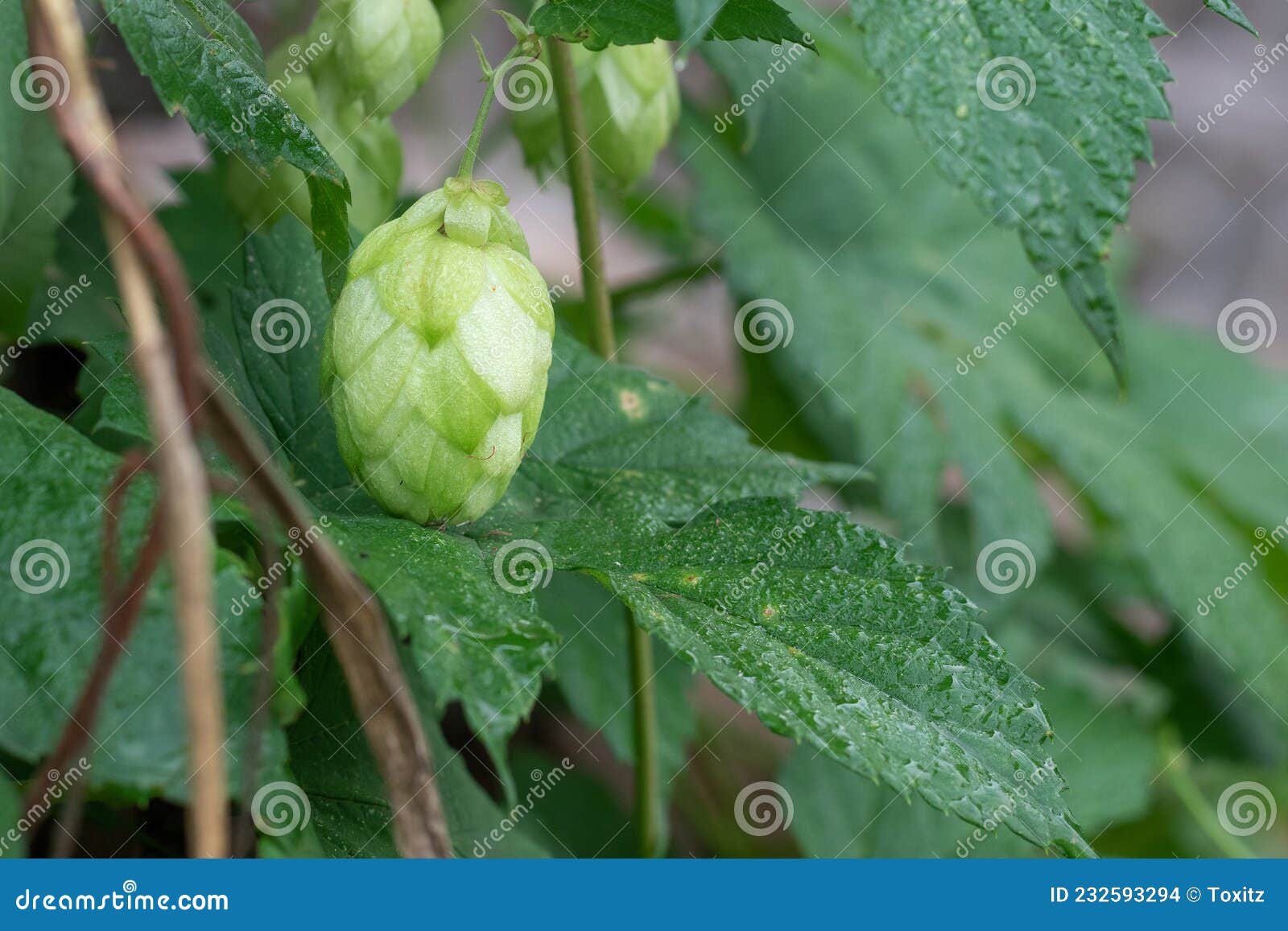 Close Up of Green Hops Leaves and Cons, Nature Background Stock Photo ...
