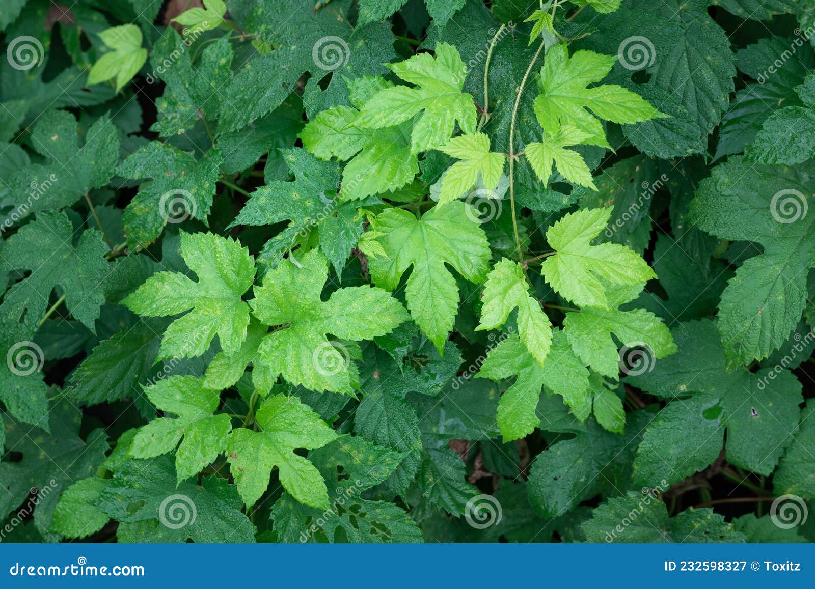 Close Up of Green Hops Leaves and Cons, Nature Background Stock Image ...