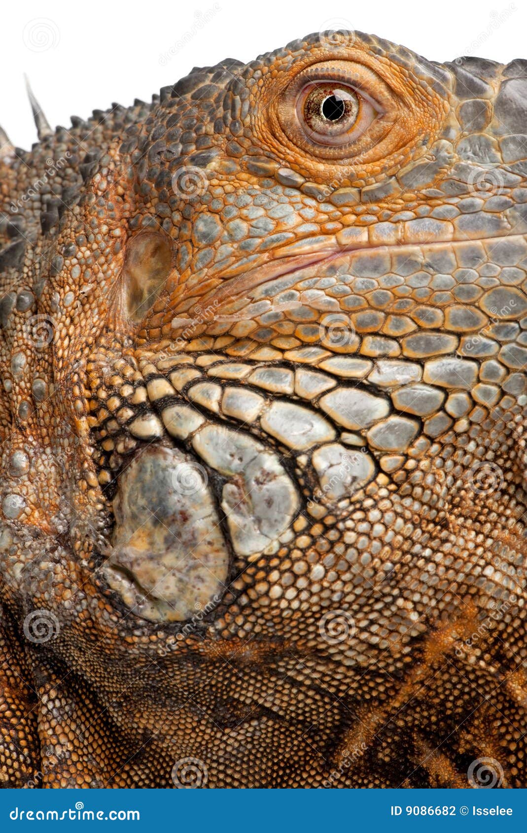 Close Up Of Iguana Ctenosaura Clarki, Commonly Known As Balsas Armed ...