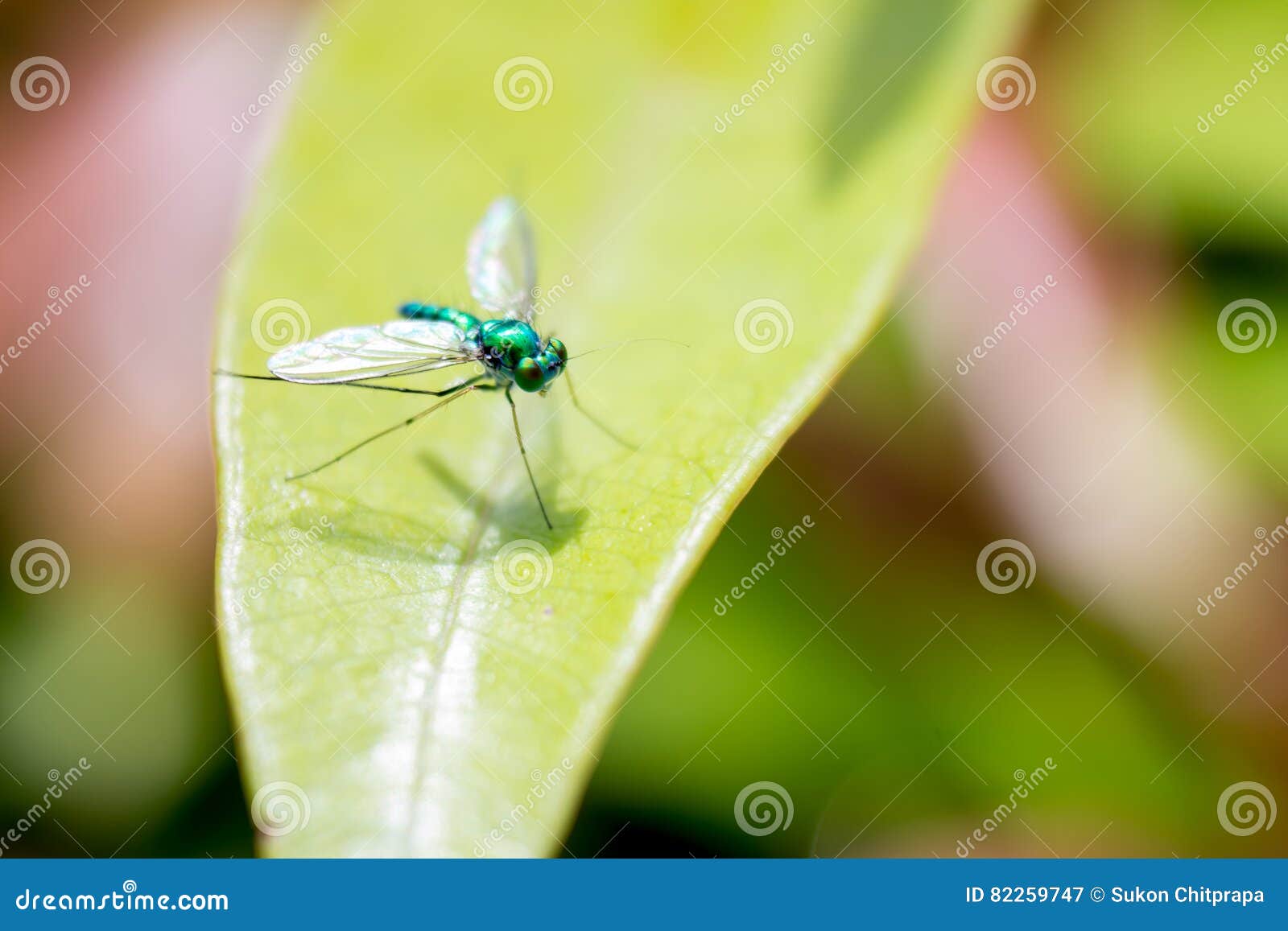 Close Up Green Insect on the Leaf Stock Image - Image of insect, nature ...