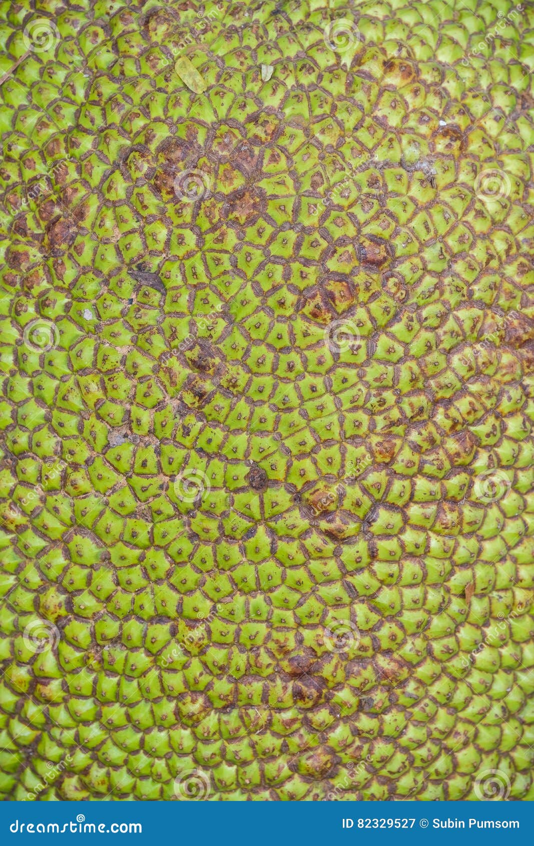 Close Up Green Jackfruit for Texture Stock Image - Image of abstract ...