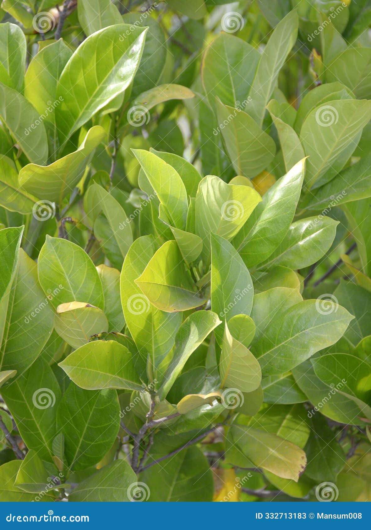 Close Up of Green Jackfruit Tree with Green Leaves Stock Image - Image ...