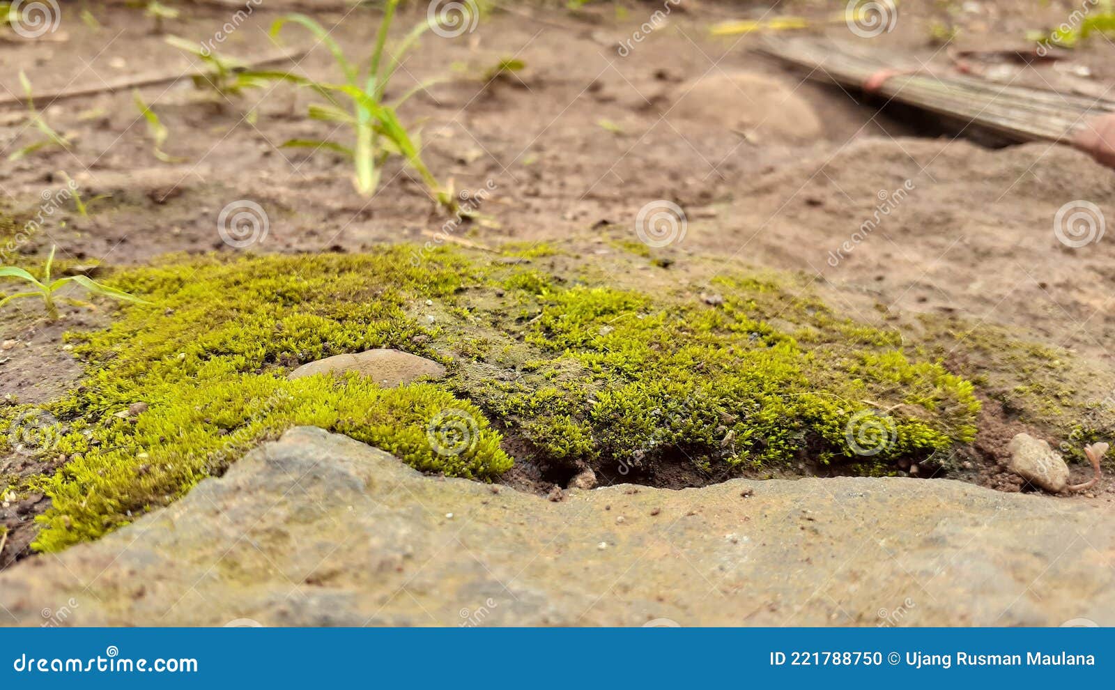 Close-up of Green Java Moss Stock Photo - Image of wildflower, produce ...