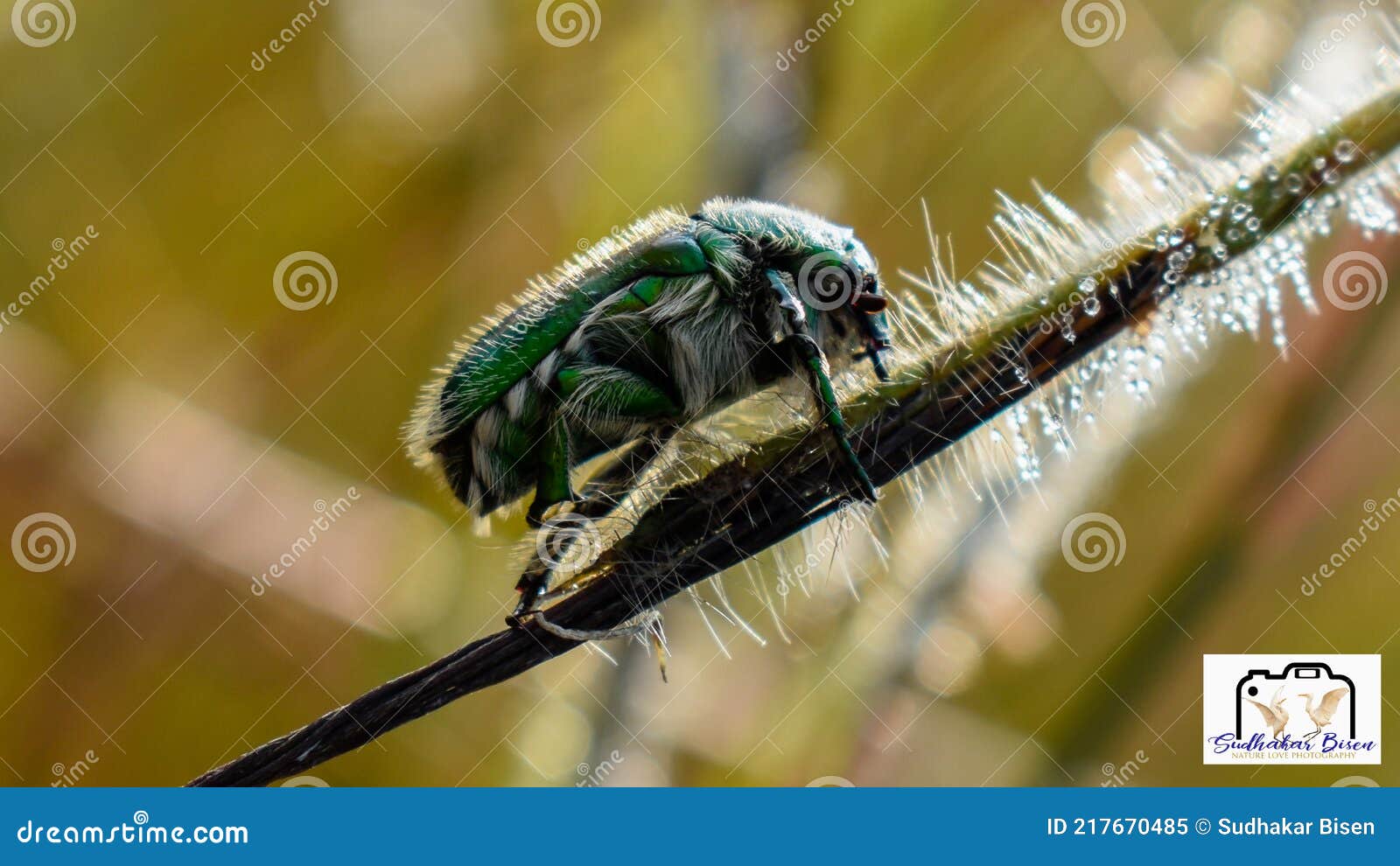 Green June Beetle, June Bug or June Beetle or Cotinis Nitida Insect ...