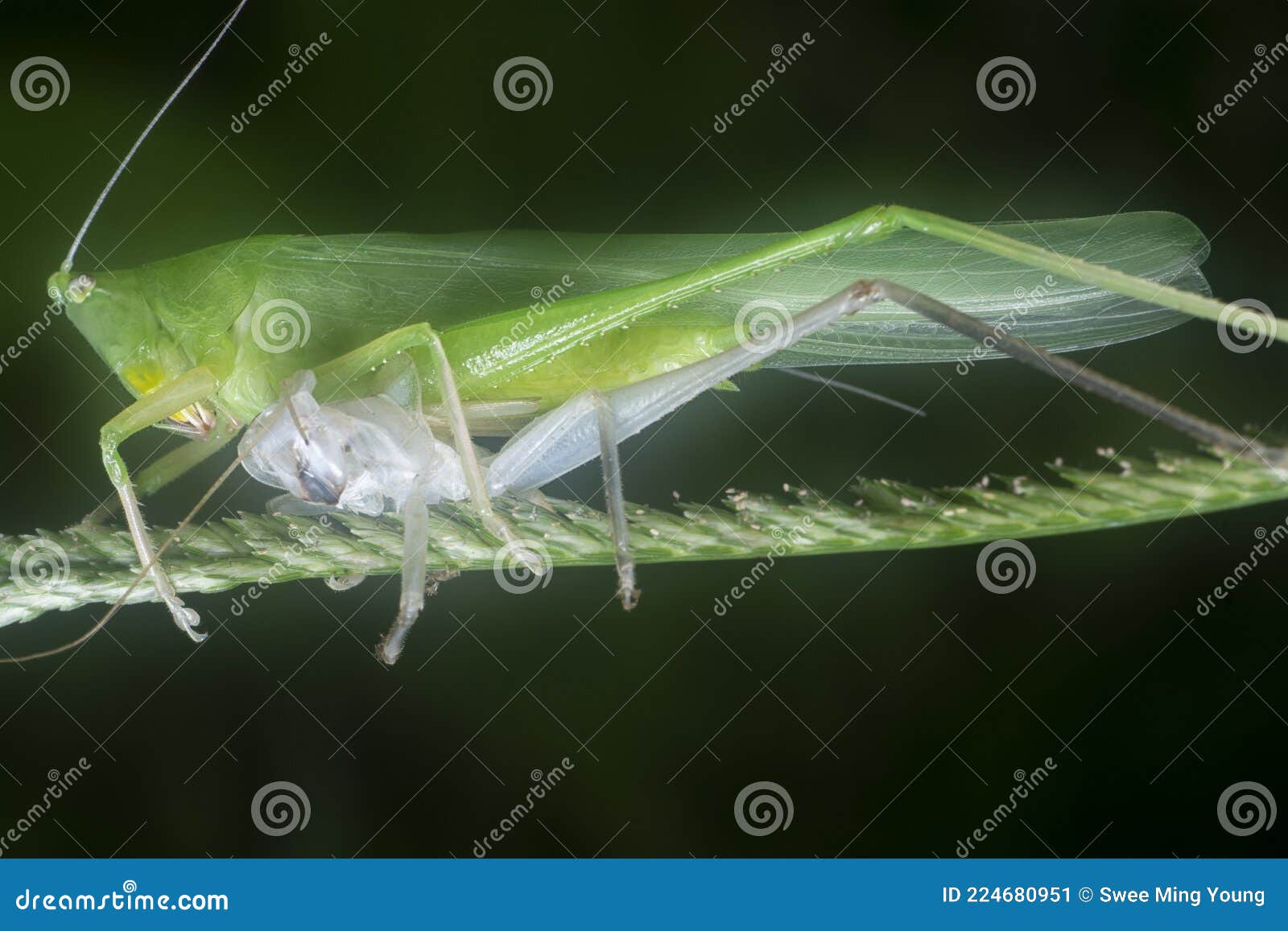 Close Up with the Green Katydid Changing Skin. Stock Image - Image of ...
