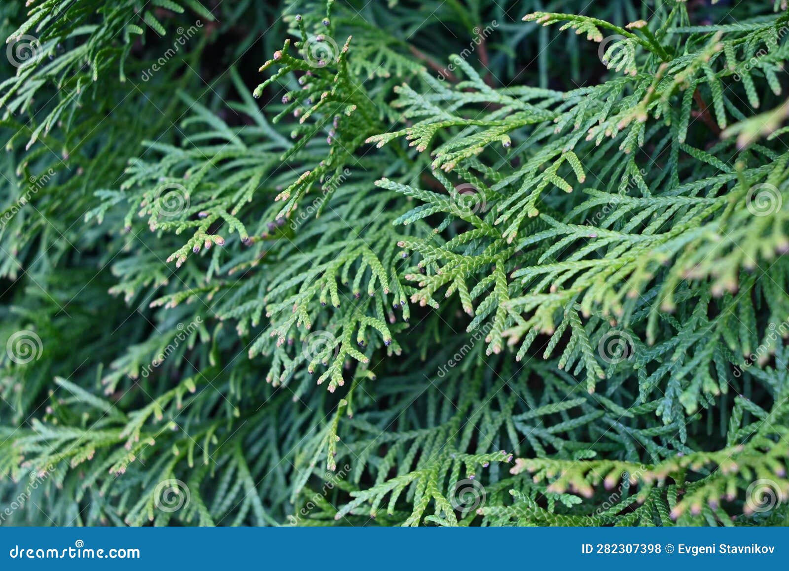 Close-up of Green Larch Branches Stock Photo - Image of leaves, forest ...
