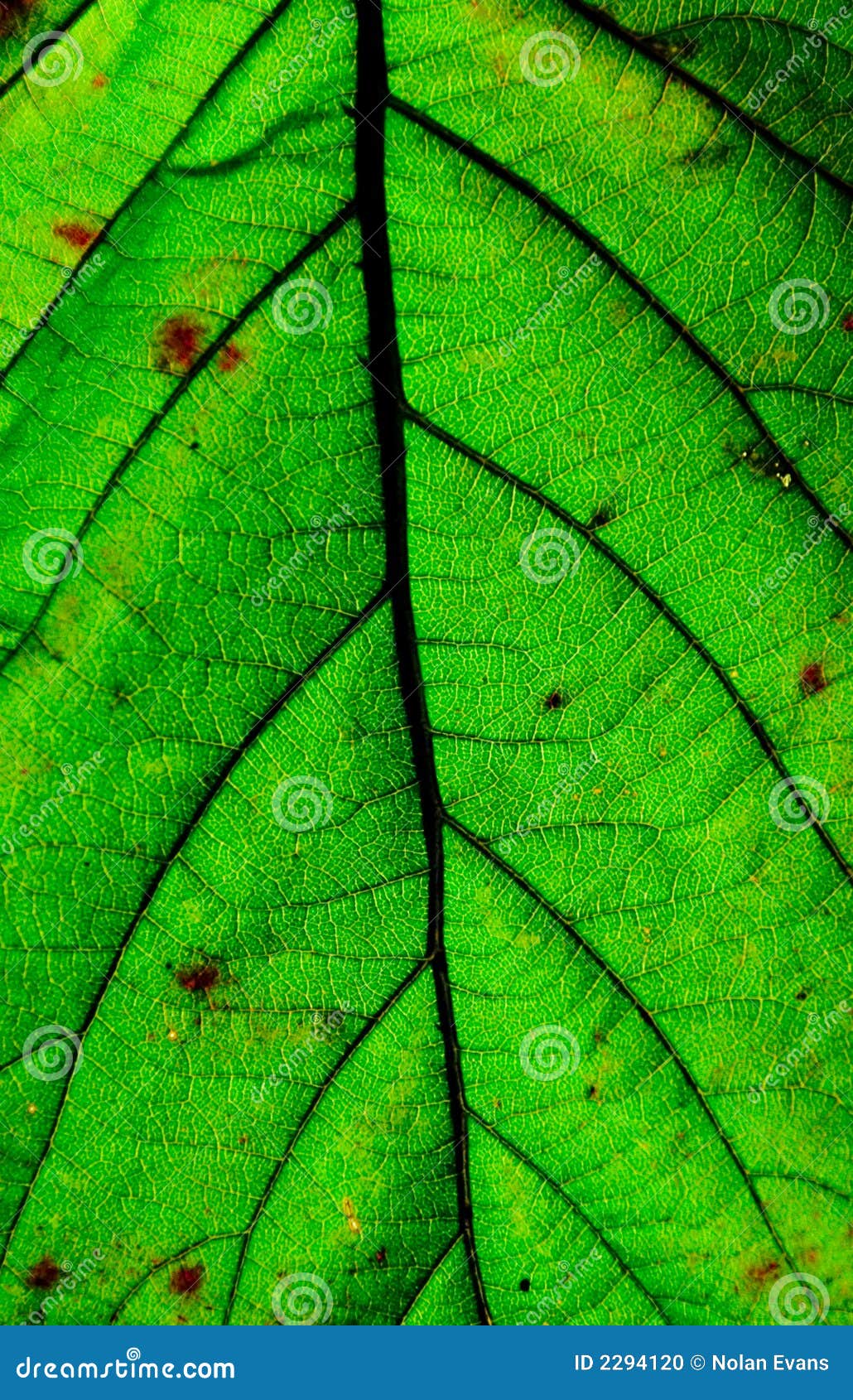 Close up of green leaf stock photo. Image of macro, vertical - 2294120