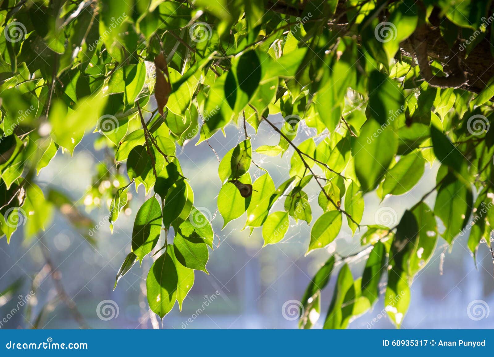 Close Up On Banyan Tree Buddhist Motive Stock Photo | CartoonDealer.com ...