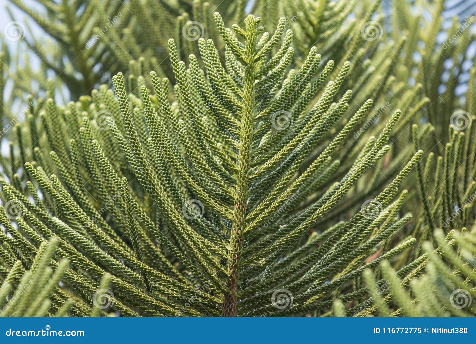 Green Leaf of Big Pine Tree Stock Image - Image of evergreen, tree ...