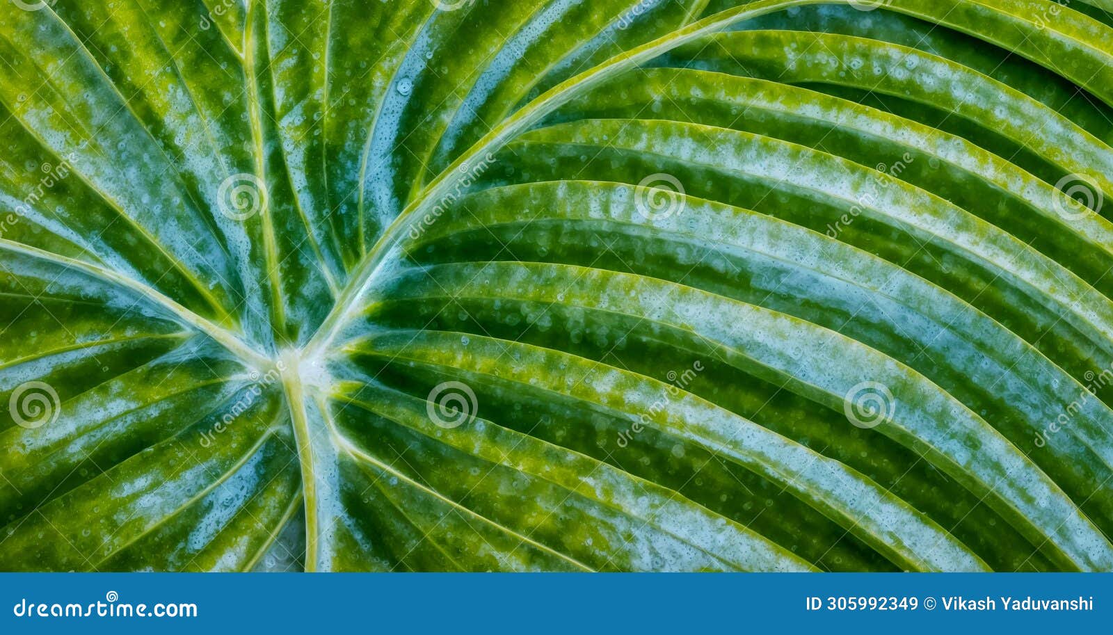 A Close-up of a Green Leaf with a Distinct Pattern of Ridges and Water ...